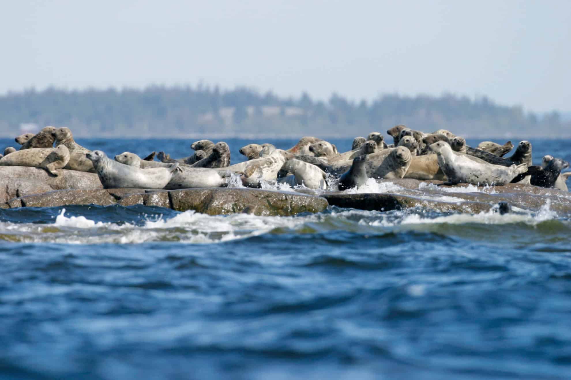 Scooby-Doo Family Tree