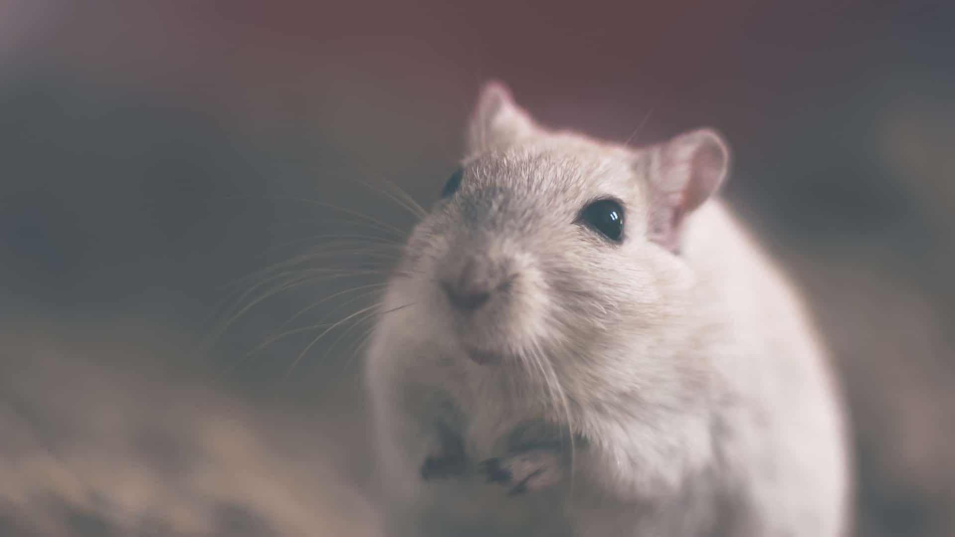 Norway rat